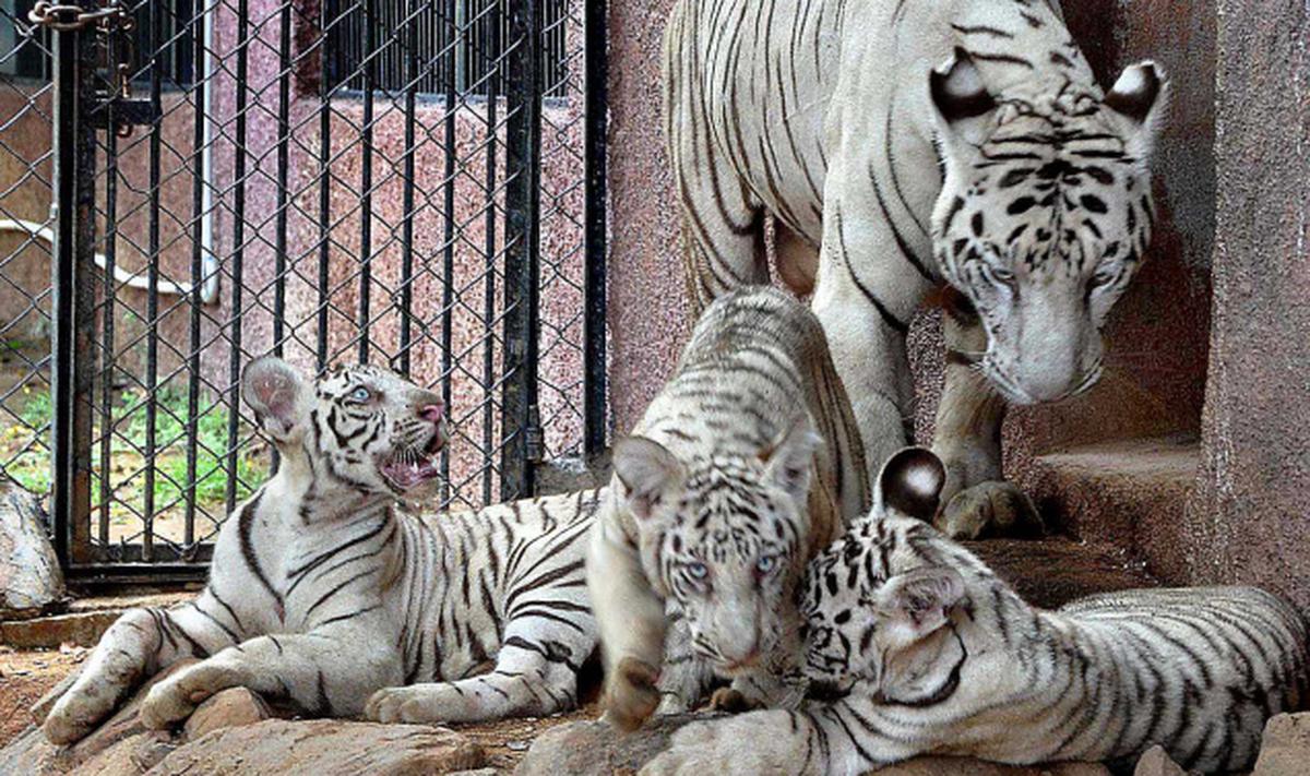 White tiger cub,