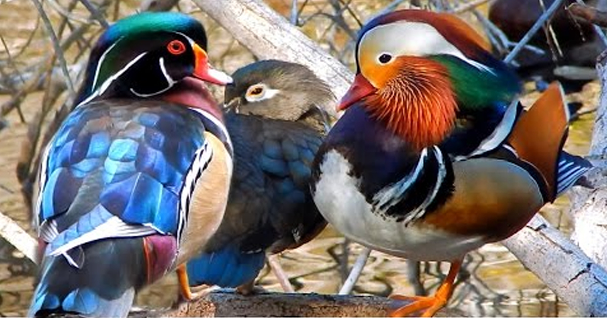Mandarin Duck & Wood Ducks in the Wild