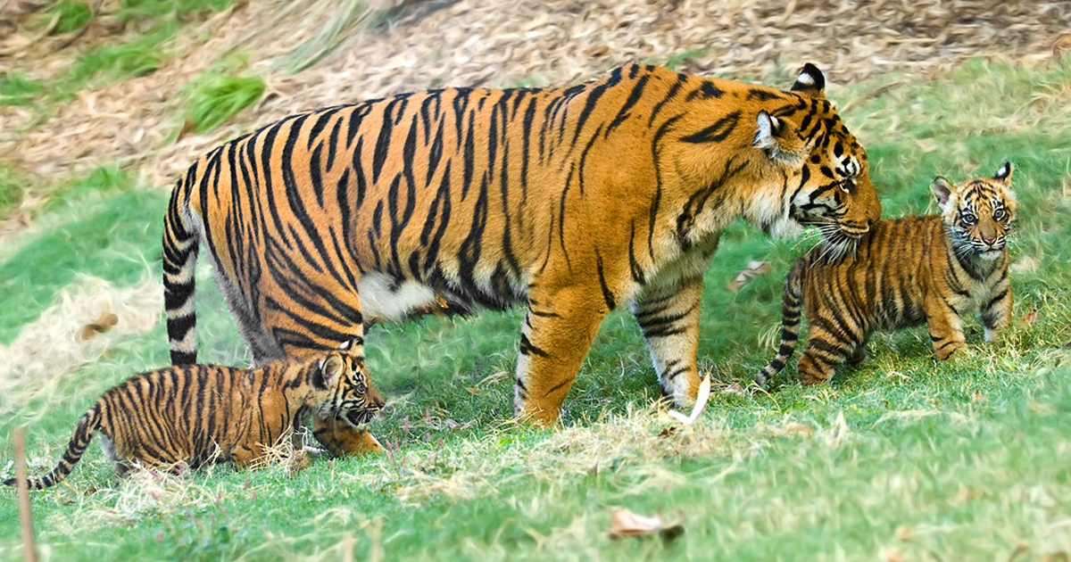 Yellow Tigress with White Cub,