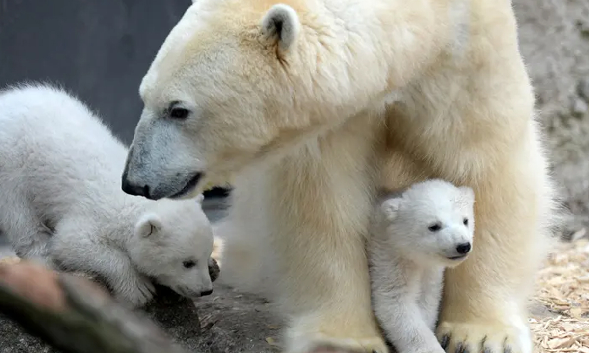 beautiful polar bear cubs,