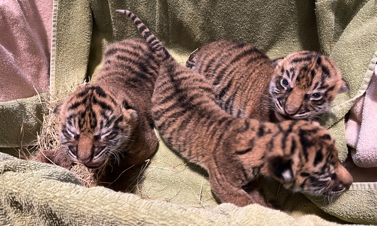 Trio of endangered Sumatran tiger cubs born at Nashville Zoo,