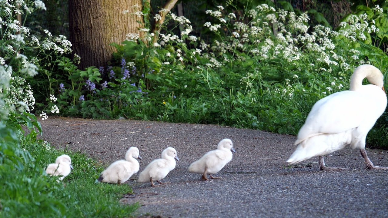 Mute Swan family with 4 Cygnets,