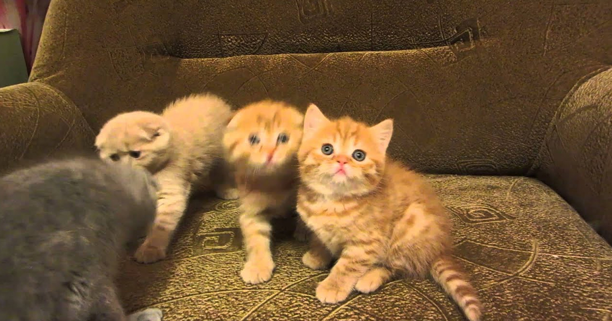 They are too cute make you smile