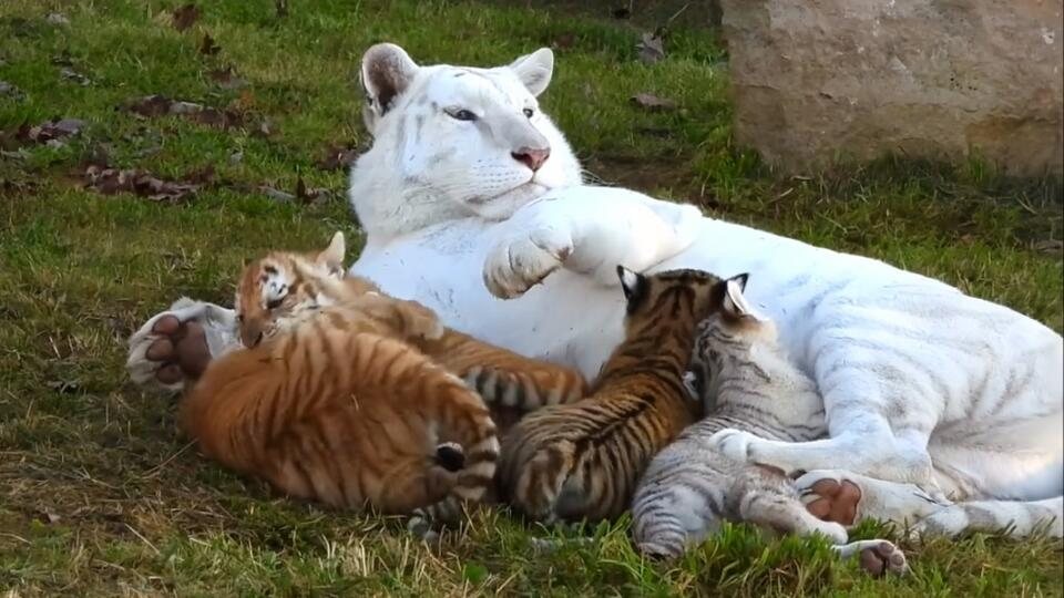 2 Girls & 2 Boys Cubs | Ginger is happy now | White Tiger and Cubs ...