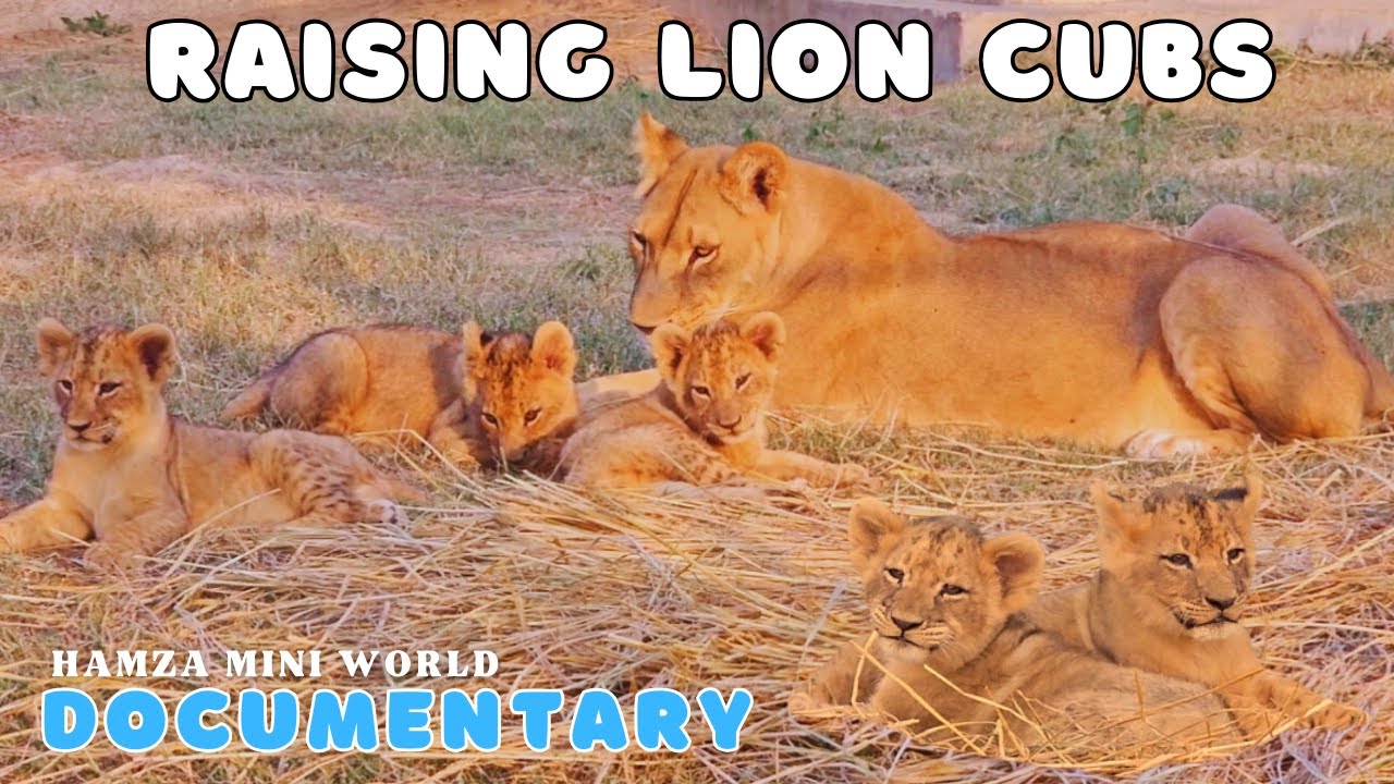Raising Lion Cubs