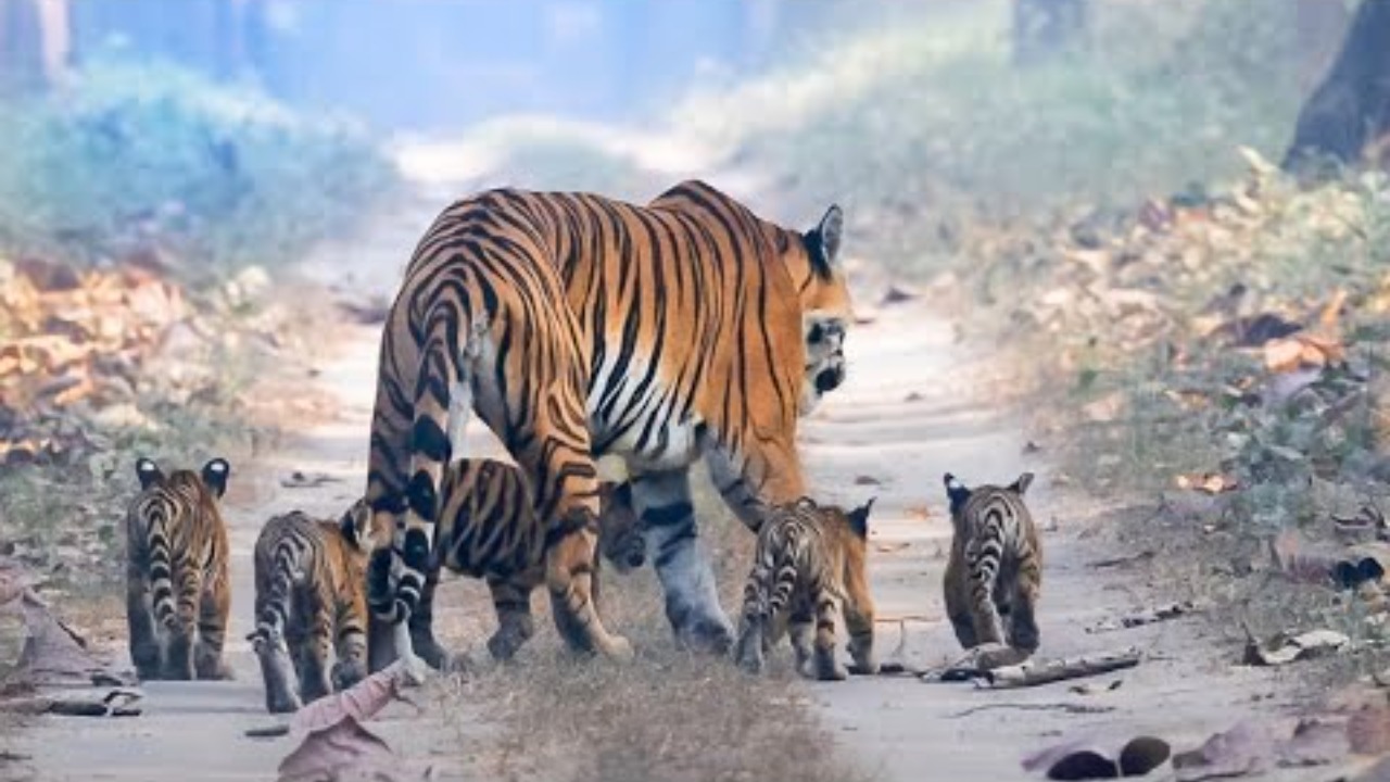 Fairy Tigres And 5 Five Cubs Gothangao gate,