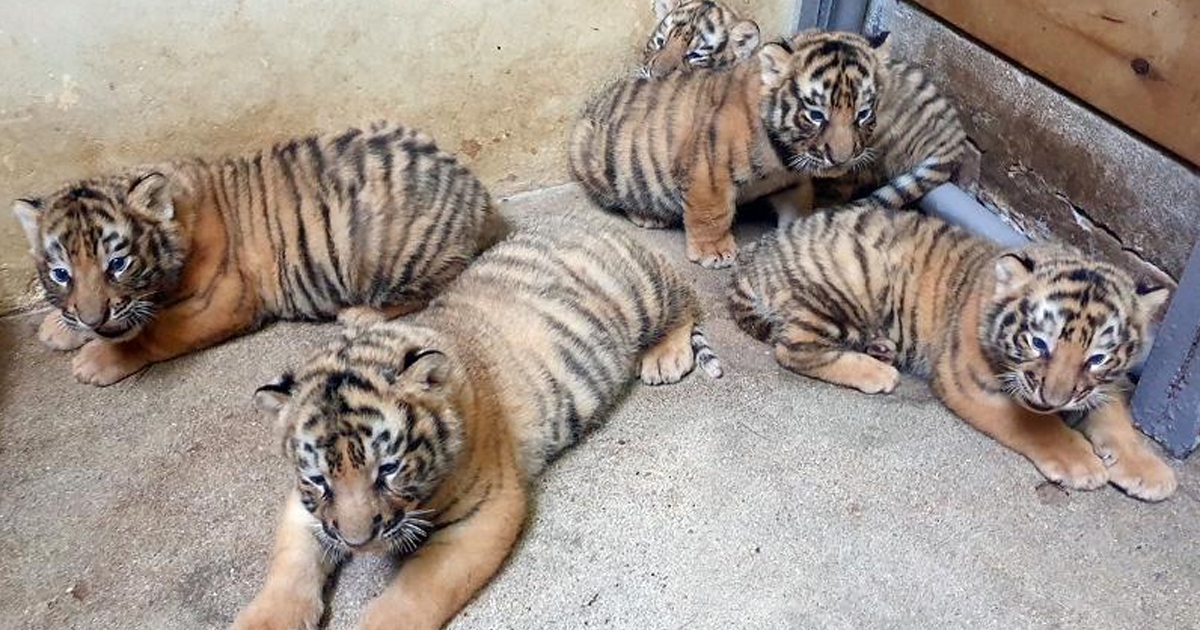 baby tigers play with mother,