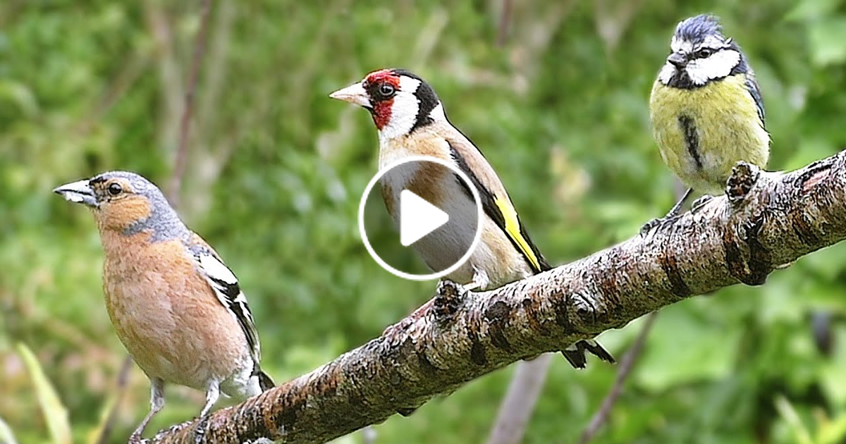 Birds Flying in Slow Motion with Beautiful Bird Sounds