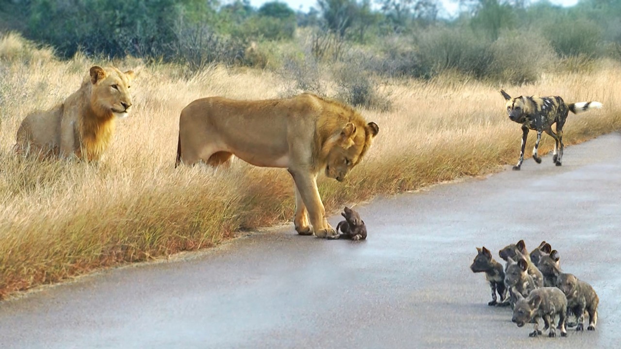 Lions Come Across Wild Dog Puppies Busy Moving Dens,