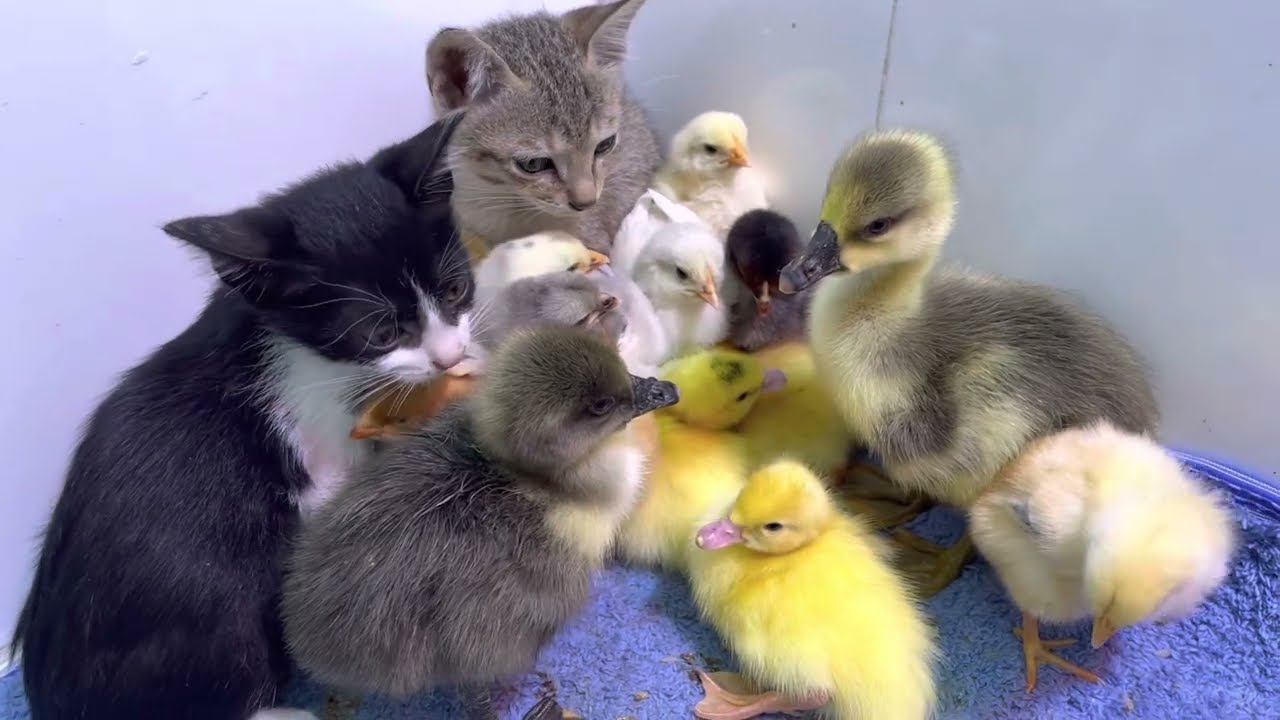 kittens holding ducks chicks baby goose go to sleep,