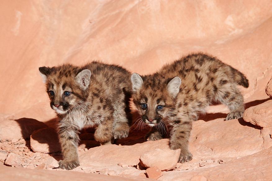 Two puma cubs unveiled in Paraguay