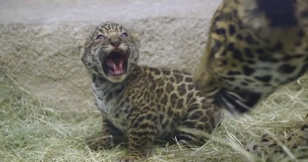 Jaguar cub makes its public debut in California,