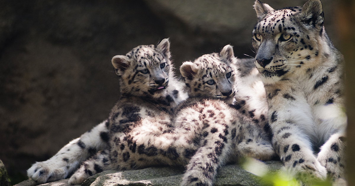 beautiful Snow Leopards